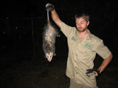 What to Do After Catching An Opossum | Opossum Friends