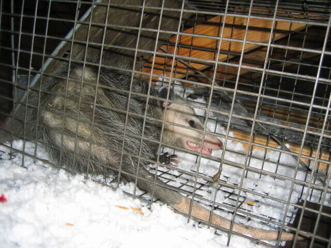 Identifying Opossum Tracks | Opossum Friends