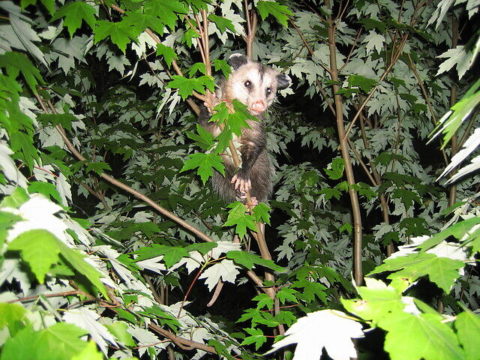 Can Opossums Climb? | Opossum Friends