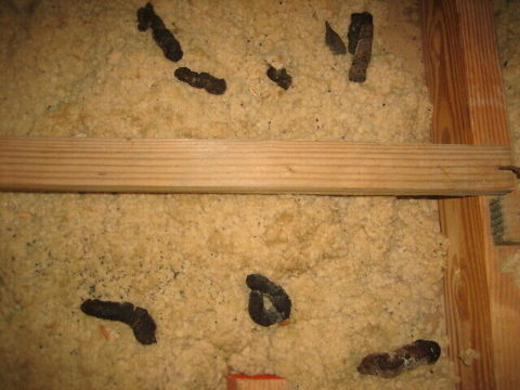 Opossum Feces | Opossum Friends