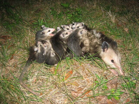 Opossum Size | Opossum Friends