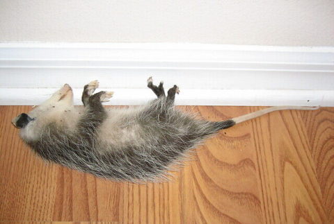 Can Opossums Run Fast? | Opossum Friends