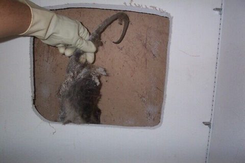 Removing Opossums From Inside Your Walls | Opossum Friends