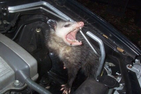 All About Opossums | Opossum Friends