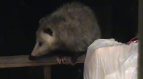 Keeping Opossums Away From Garbage Cans | Opossum Friends