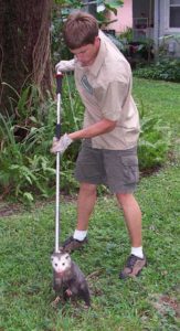 Dealing With Opossums in The House | Opossum Friends